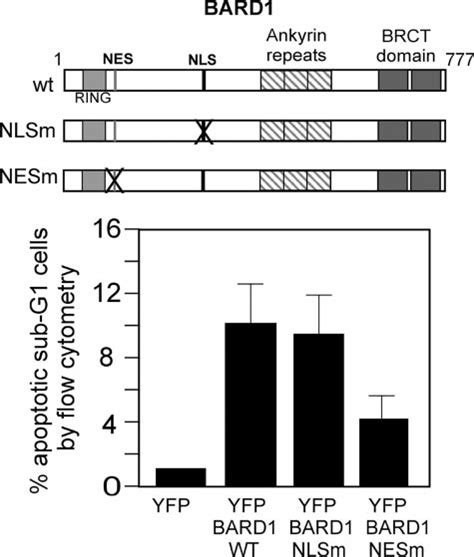 Bard1 Apoptotic Function Requires Cytoplasmic Localization Mcf 7 Cells