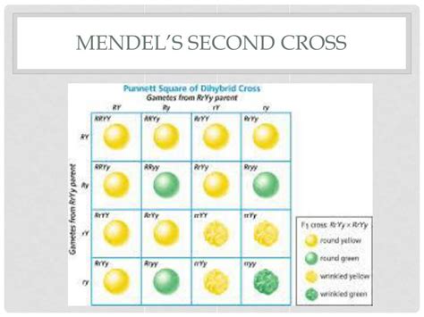 Ppt Genetics Powerpoint Presentation Free Download Id 6503433