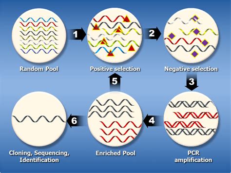 Illustration Of The Typical Selex General Steps Of Selex Approach 1