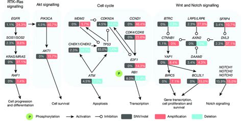 Somatically Altered Pathways In Escc From Right To Left Are Notch
