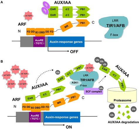 Frontiers A Review Of Auxin Response Factors Arfs In Plants