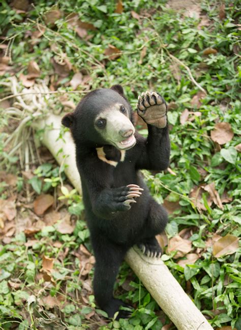 the bear cub who wasn t supposed to be born finds a friend in a cat