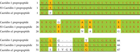 Alignments Of A Nucleotide Sequences Of Cloned Preprocaeridin Cdnas