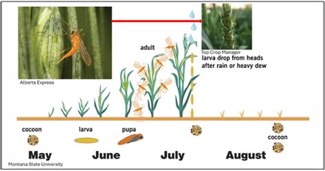 In Field Insect Identification Metos® By Pessl Instruments