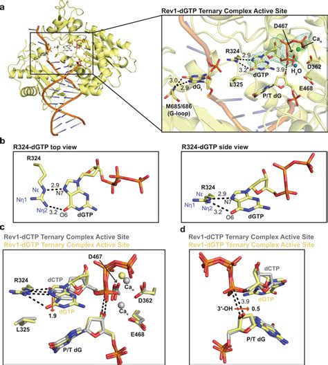 Rev1 Dna Dgtp Ternary Complex Structure A An Overall Structure Left