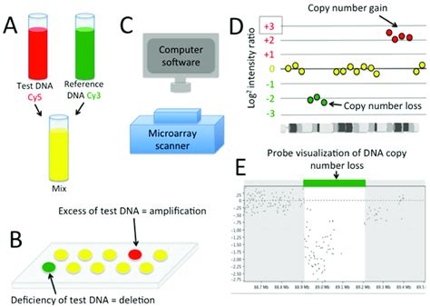 comparative genomic hybridization a equal amounts test and reference