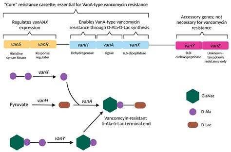 Vancomycin Resistance In Enterococcus And Staphylococcus Aureus