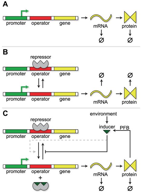 Three Models For Stochastic Gene Expression A Burst Model In Which