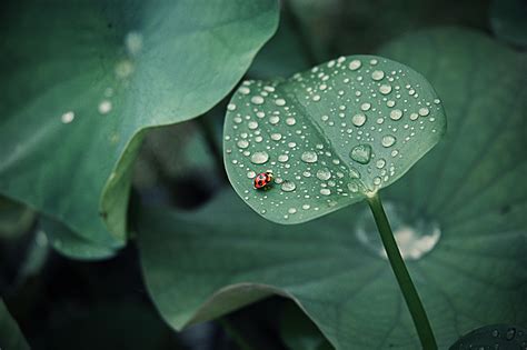 Wallpaper Water Nature Insect Green Dew Leaf Flower Drop
