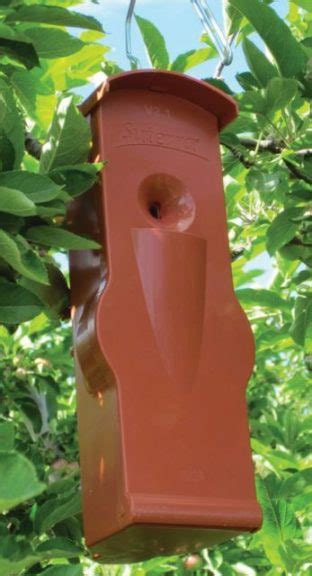 codling moth monitoring tips in walnuts growing produce