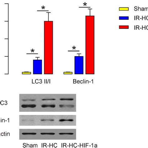 Hif 1a Increases Brain Cell Survival Via Bnip3 And Nix In Ogdr In