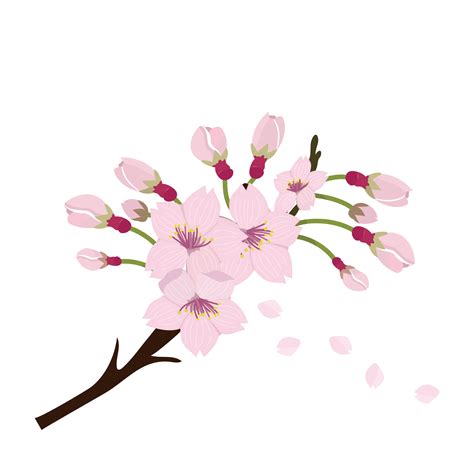 桜（サクラ・さくら）と蕾（つぼみ）のイラスト 商用フリー 無料 のイラスト素材なら「イラストマンション」