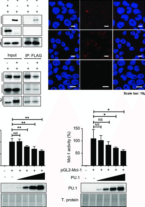 Pu 1 Binds To P65 And Represses Nf κb Activity A H1299 Cells Were