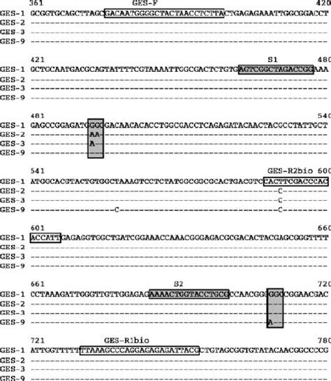 Alignment Of The Nucleotide Sequences Of Genes Encoding ␤ Lactamases