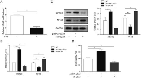 Lncrna Uca1 Regulated The Expression Of Mef2c And Nf κb And Cell