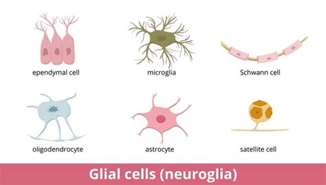 Astrocyte Cell Diagram