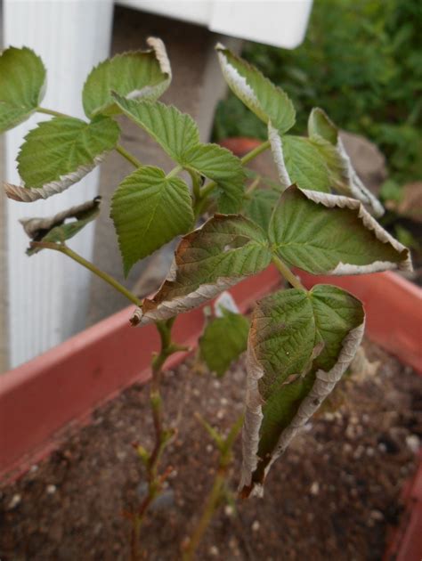 Raspberry Leaf Diseases Pictures – Raspberry