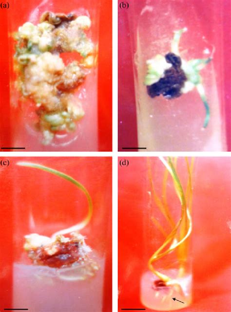 Callus Induction And Plant Regeneration In Zephyranthes Rosea A