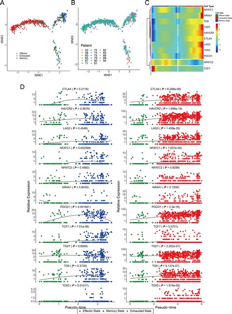 Gene Expression Dynamics Along The Pseudotime Of T Cell Exhaustion A