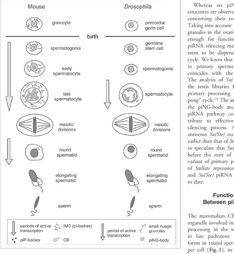 Scheme Of Spermatogenesis In Mouse And Drosophila Left Germ Granules