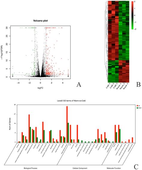 Ijms Free Full Text Transcriptome Based Analysis Reveals A Crucial