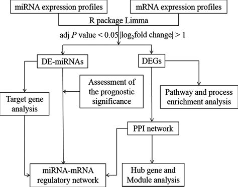 The Flow Chart Of Bioinformatics Analysis Adj Adjusted Download