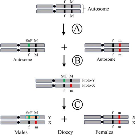 Sex Determination System By The Two Mutations Model[13] A One Of A