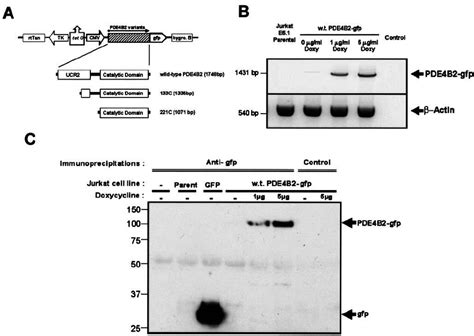 Characterization Of A Doxycycline Inducible Pde4b2 Gfp Expression