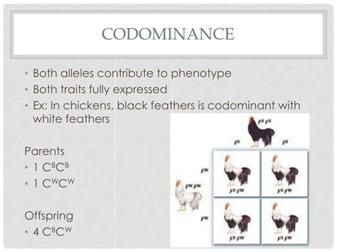 Ppt Genetics Powerpoint Presentation Free Download Id 6503433