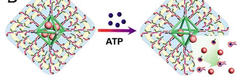 A Synthesis Of Atp Responsive Dna Polyacrylamide Hydrogel Coated