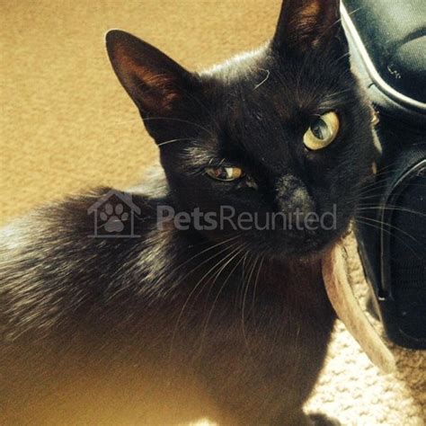 lost cat black cat called gemma kingston upon hull area
