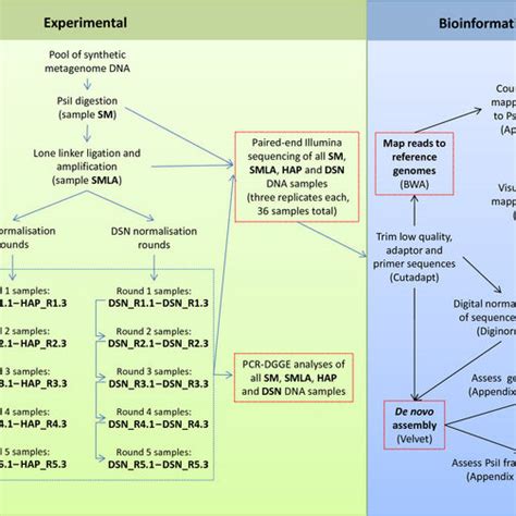 Schematic Overview Of Experimental And Bioinformatic Workflow