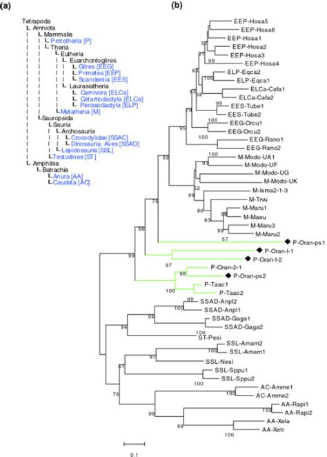 phylogenetic analysis of platypus mhc class i genes a open i