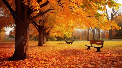 Fond L Automne Fond Fond D écran Hd Complet Téléchargement De Fond