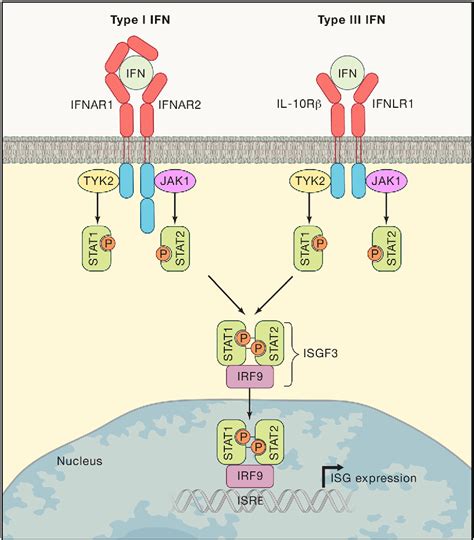 Figure 1 From Shared And Distinct Functions Of Type I And Type Iii
