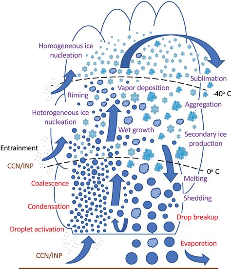 Schematic Illustration Of Microphysical Processes Within A Typical