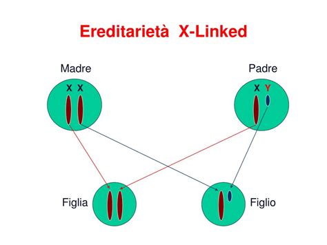 ppt ereditarietà x linked powerpoint presentation free