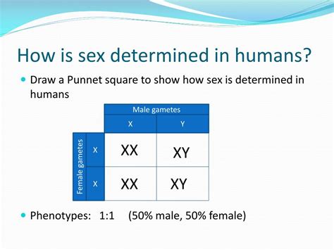 Ppt Sex Linkage Powerpoint Presentation Free Download Id 6782341