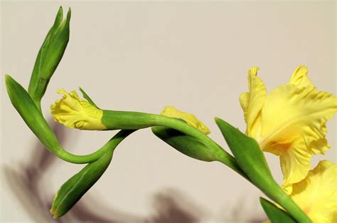Stemming Photograph By Deborah Crew Johnson Fine Art America