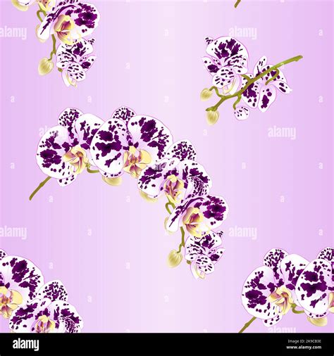 Seamless Texture Beautiful Phalaenopsis Orchid Spotted White And Purple