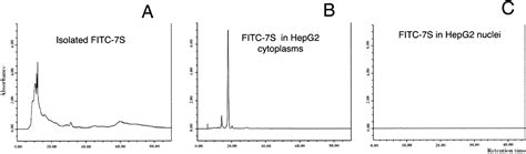 Subcellular Localization Of Soybean 7s Globulin In Hepg2 Cells And Ldl