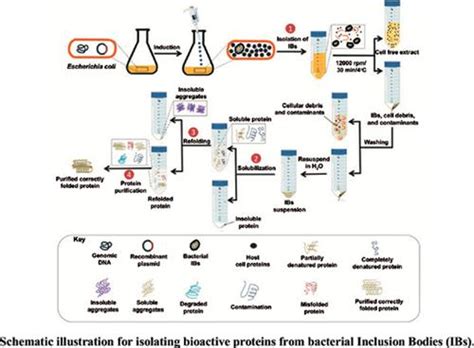 Expression Solubilization Refolding And Final Purification Of