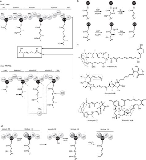 Overview Of Polyketide Assembly By Cis At And Trans At Modular Pkss