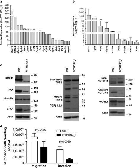 Pathobiological Implications Of The D16her2 Splice Variant For Stemness