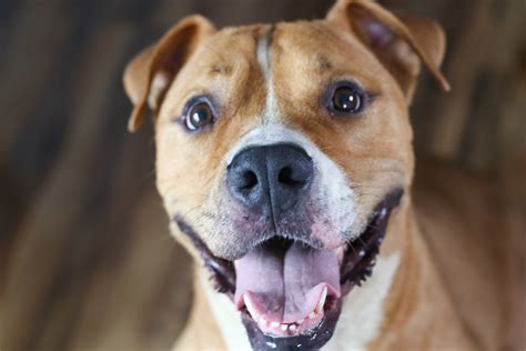 meatball villalobos rescue center