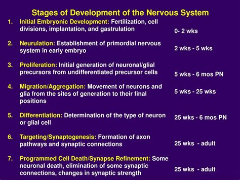 Ppt Development Of The Nervous System Powerpoint Presentation Free