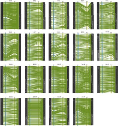Collinear Analysis Of The Consensus Between Genetic And Physical Maps