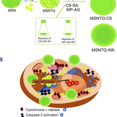 Schematic Representation Of Preparation Steps And Proposed Anticancer