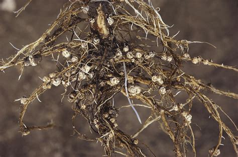Soybean Root Nodules Photograph By Dan Guravich Pixels