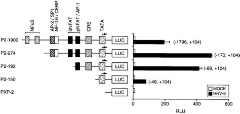 Identification Of Cis Acting Regions Required For Cox 2 Promoter